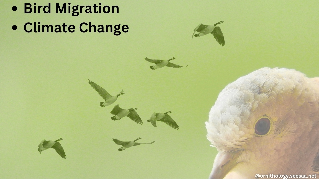 Bird Migration Patterns and Climate Change: Ornithology
